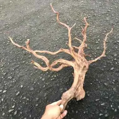 Akar rasamala bahan aquascape/akuarium harga per 2 akar | Lazada Indonesia