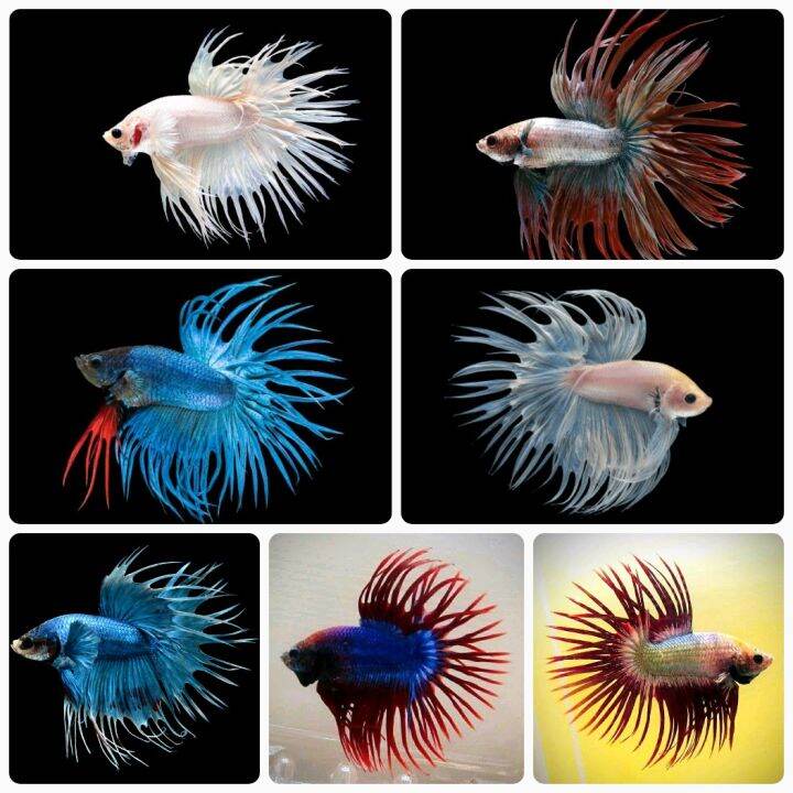 RBG (🔥 READYSTOCK 🔥) IKAN LAGA BETTA FISH CROWNTAIL MALE FEMALE ...