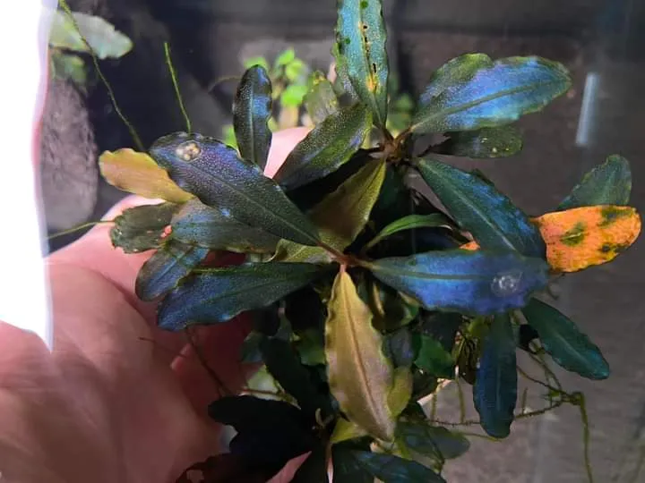 Bucephalandra Theia Blue Tanaman Aquascape | Lazada Indonesia