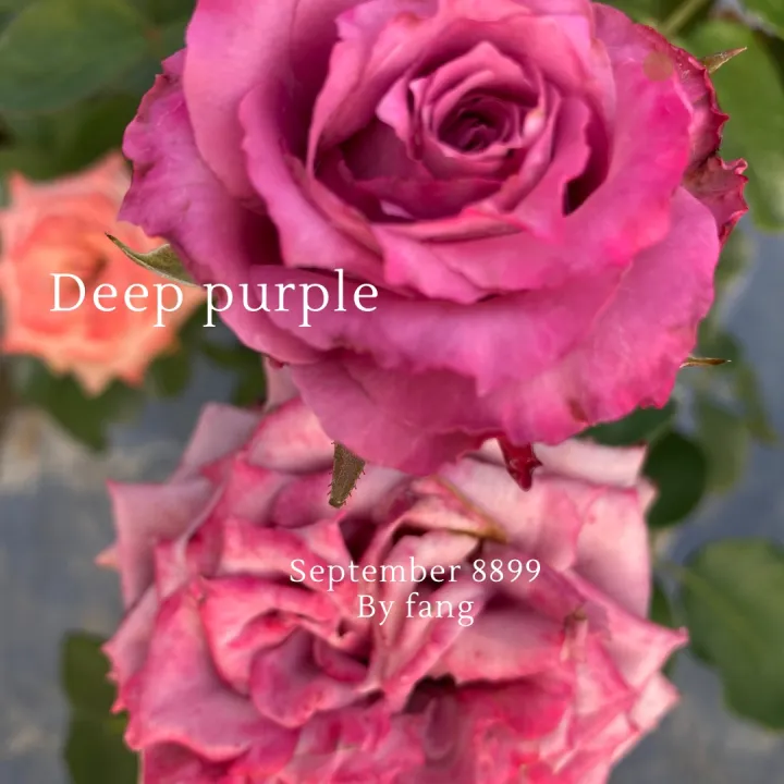 Deep purple rose กุหลาบดิพเพอร์เพิ่ล ไซส์ถุงขาว ไม้พุ่มดอกสีม่วง แดงอม ...