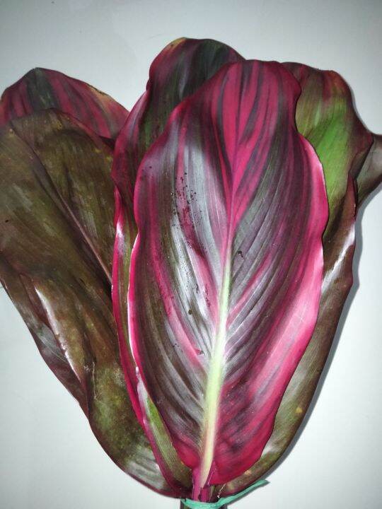 Daun Andong Hanjuang Merah Segar | Lazada Indonesia