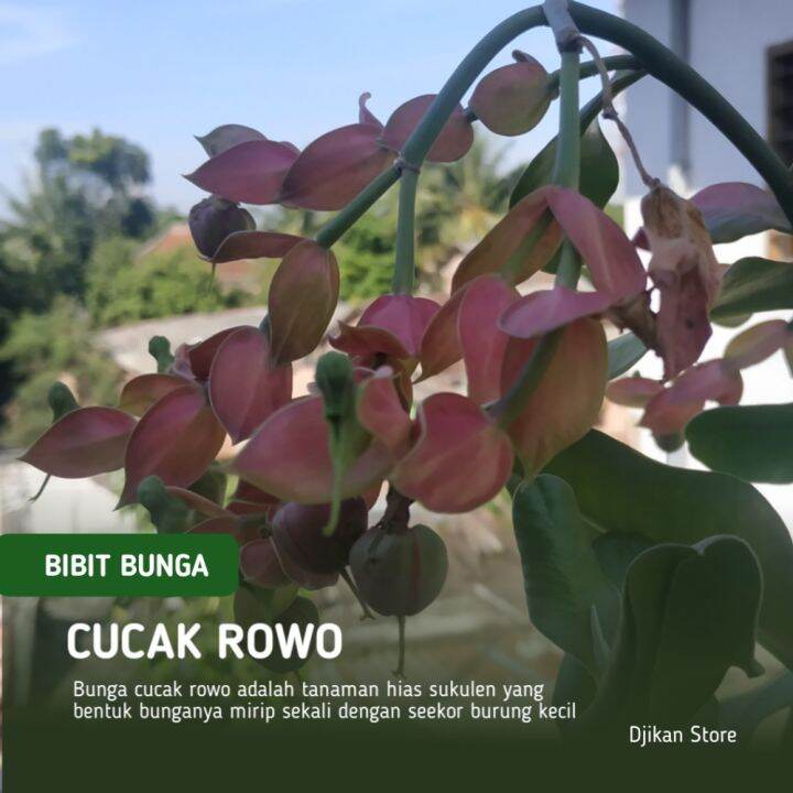 BIBIT BUNGA CUCAK ROWO | Lazada Indonesia