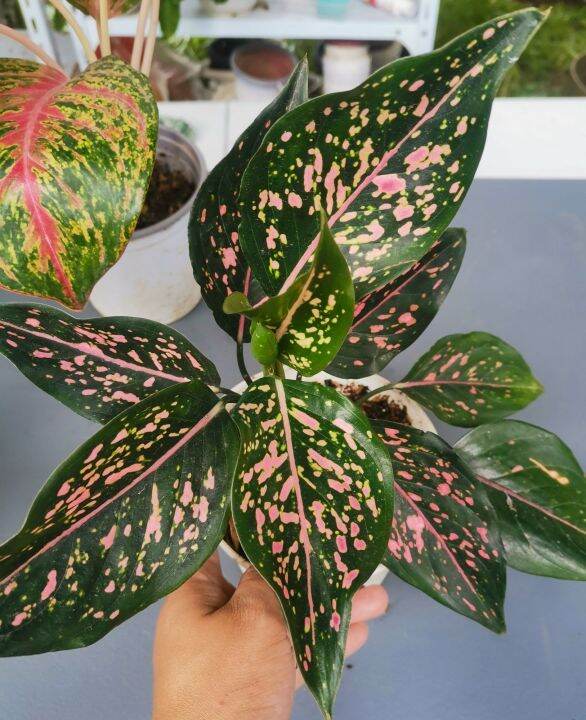 Aglaonema Pink Komkoon | Lazada PH