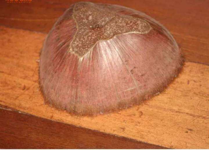 BUNOT FROM COCONUT HUSK/PANGLAMPASO/ | Lazada PH