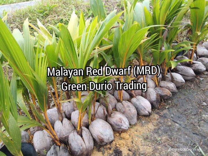 MRD ANAK POKOK KELAPA MALAYAN RED DWARF | Lazada