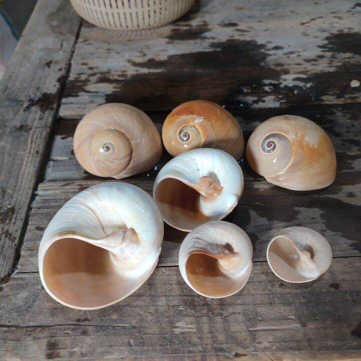 Natural Conch Cat Eye Conch Hermit Crab Special Replacement Shell Sanhu ...