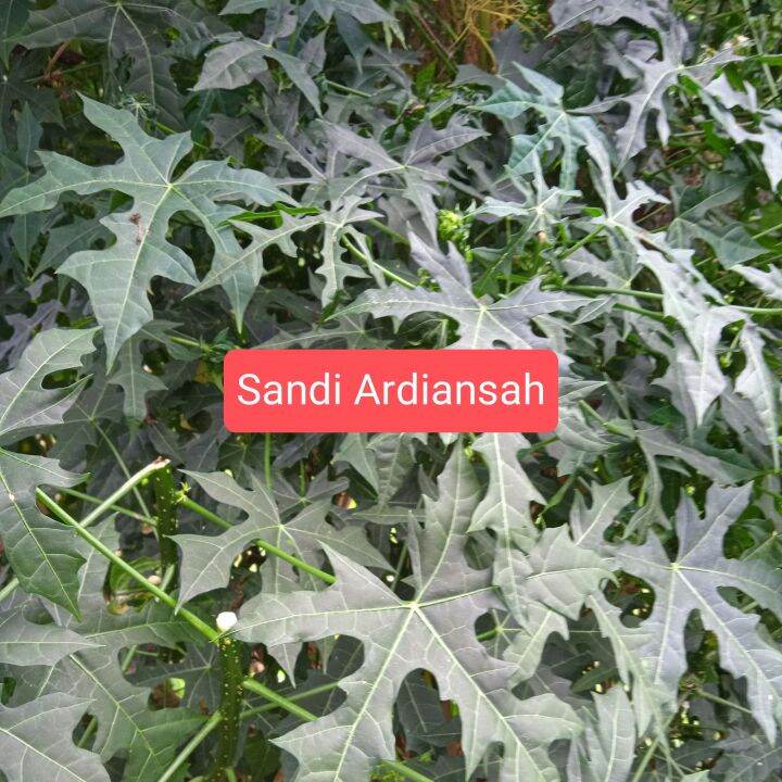 Daun Gedi Atau Daun Pepaya Jepang Segar Per 1 Kg | Lazada Indonesia