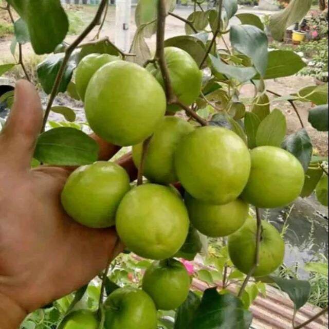 Bibit Apel Futsa Apel Dari Jazirah Arab Dan India Cocok Di Tempat Panas ...