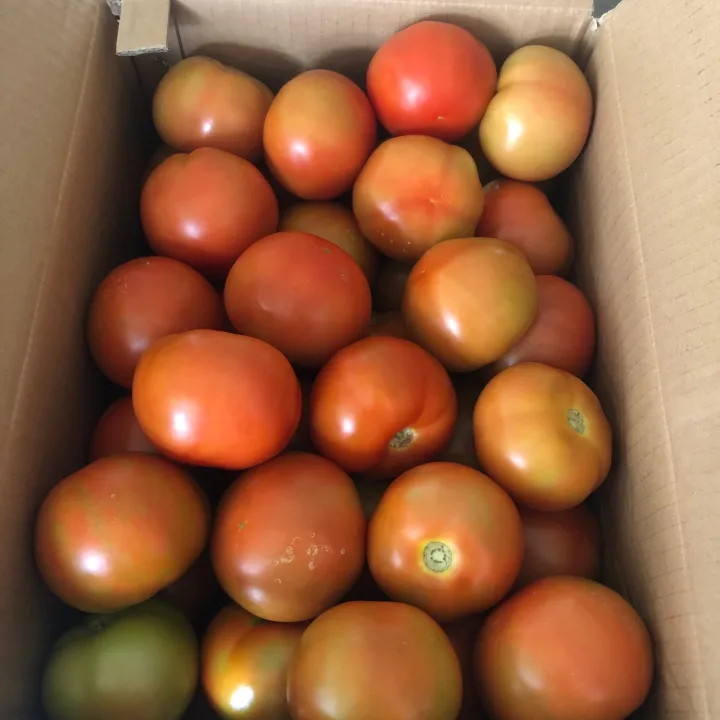 Cameron Highlands Tomato Lazada