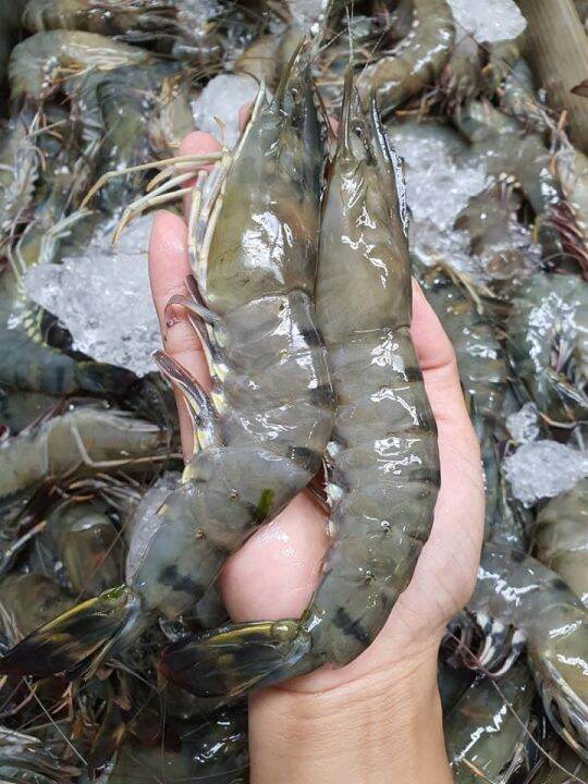 [Five5empire] XL Tiger prawn 1kg | Lazada Singapore