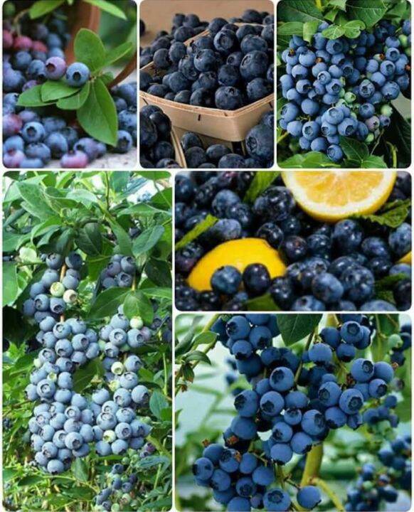 pokok blueberry misty siap buah / bunga | Lazada