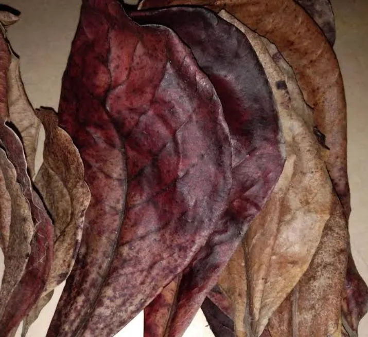 Talisay dried leaves (25 pcs) | Lazada PH