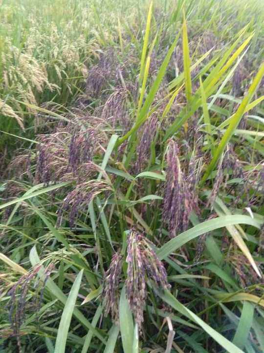 benih padi ketan hitam 1kg | Lazada Indonesia