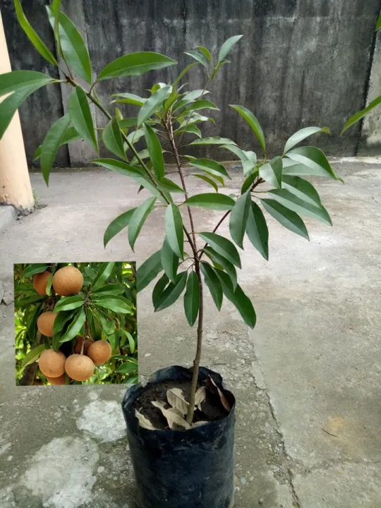 Chico tree (Big) Stable roots with FREE fertilizer | Lazada PH