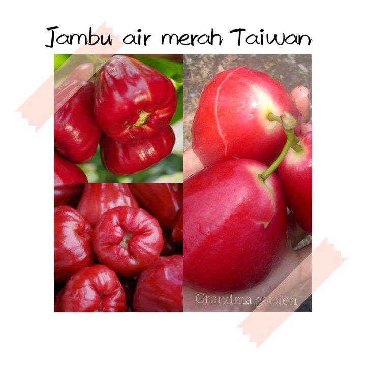(GG real plant) pokok Jambu air merah Taiwan ^ cepat berbuah premium ...