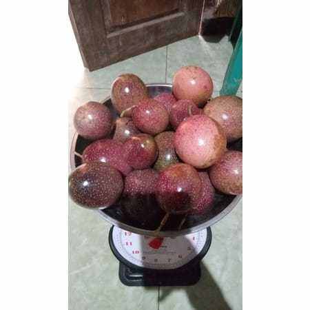 BUAH MARKISA UNGU SEGAR 1KG | Lazada Indonesia