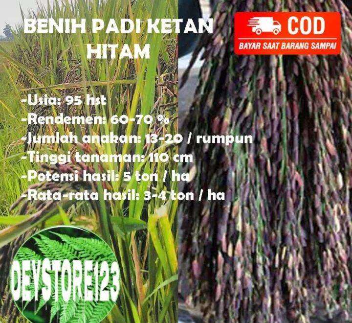 BENIH PADI KETAN HITAM SUPER UNGGUL PAKET 500GRM | Lazada Indonesia
