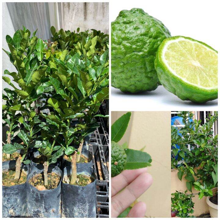 Anak pokok limau purut Hybrid | Lazada
