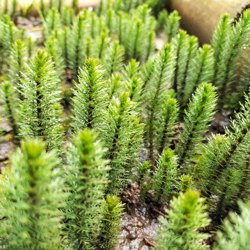 Myriophyllum Mattogrossense Emersed