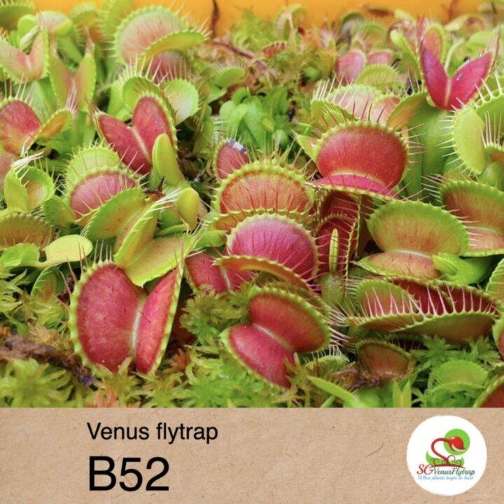 ☘️ Carnivorous Plants - Venus Fly Trap "B52" | Lazada Singapore