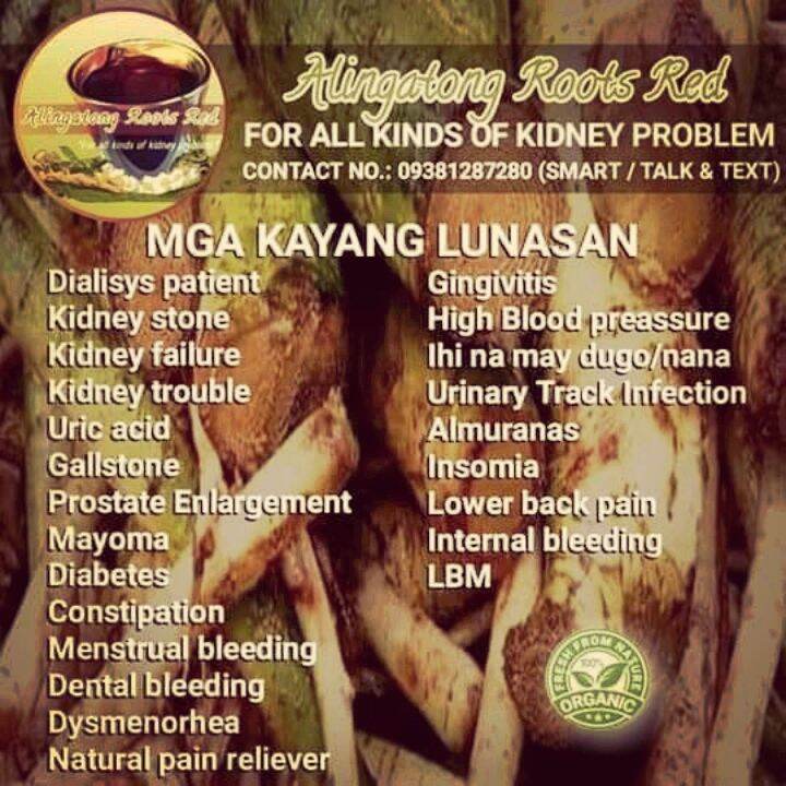 [HealingherbsPh]Fresh [Red variety]Alingatong roots 1/8kg select ...