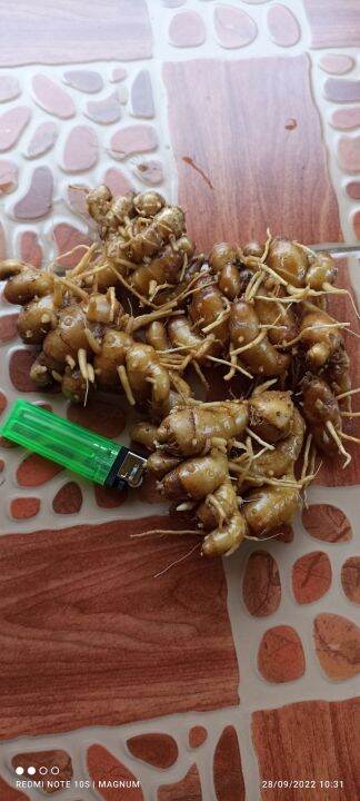 Kencur cikur, ceku, cekor, tekur, suha, bataka. Segar 1 Kg. DI JAMIN ...