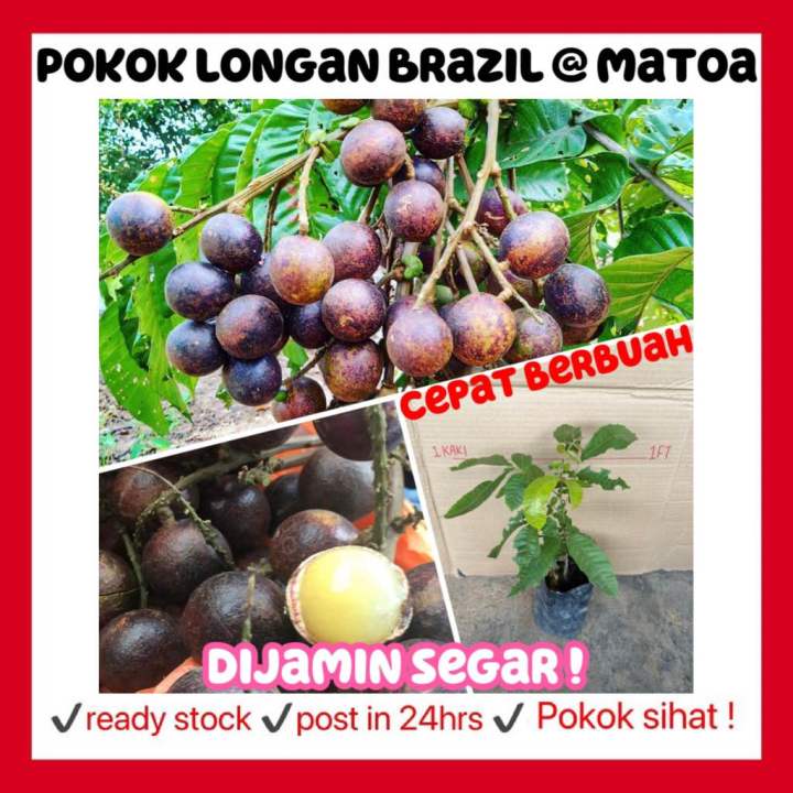 Rina • Pokok Longan Brazil Matoa • Buah Tiga Rasa Fruit Sapling Hybrid Garden Kebun Tanaman