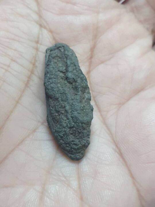 BATU FOSIL SIPUT LAUT RIBUAN TAHUN USIA KOLEKSI FOSIL SEDUNIA FOSSIL ...