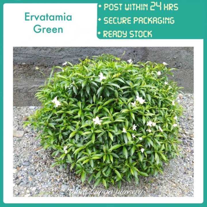 PBN - Ervatamia green - dwarf bunga susun jasmine Thai pinwheel flower ...