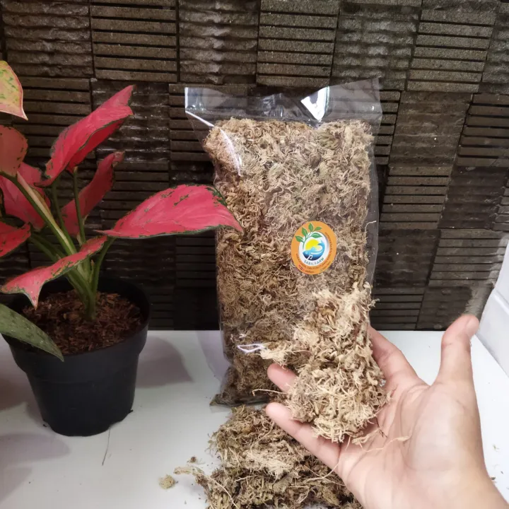 Sphagnum Moss Premium, Spaghnum Lumut Kering kualitas premium putih ...