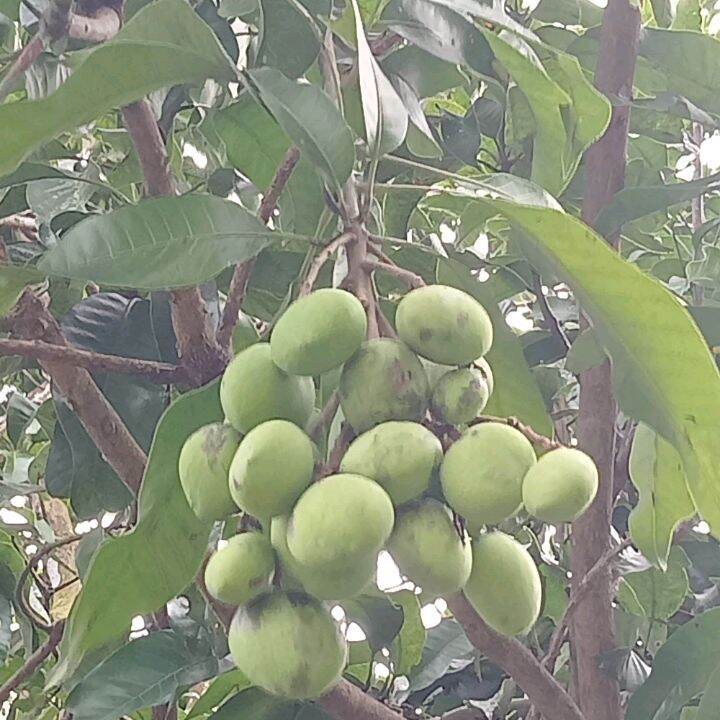 buah pelam telor/pelam muda | Lazada