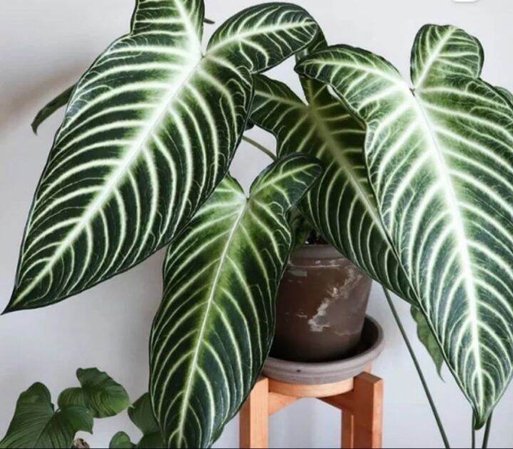 Rare Xanthosoma Lindenii Magnificum Live Plants Solidly Rooted Luzon ...