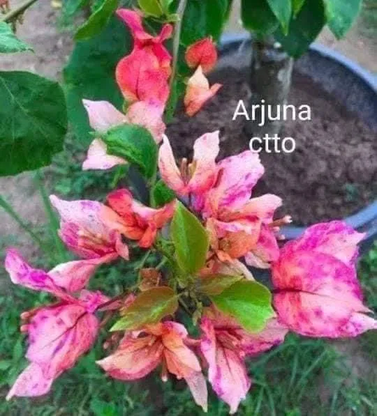 Bougainvillea : Arjuna (medium) | Lazada PH