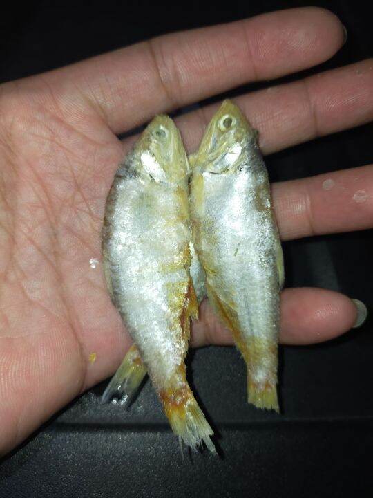 Ikan Asin Bilis Grejeg Siap Goreng Enak Gurih Nikmat Kemasan 100 Gram ...