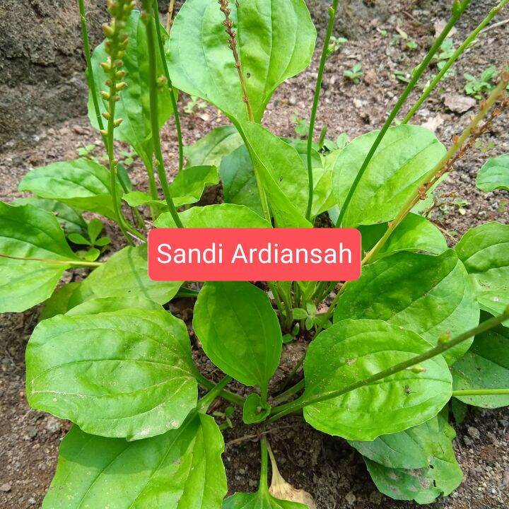 Daun Ki Urat Atau Daun Sendok 1 Kg | Lazada Indonesia