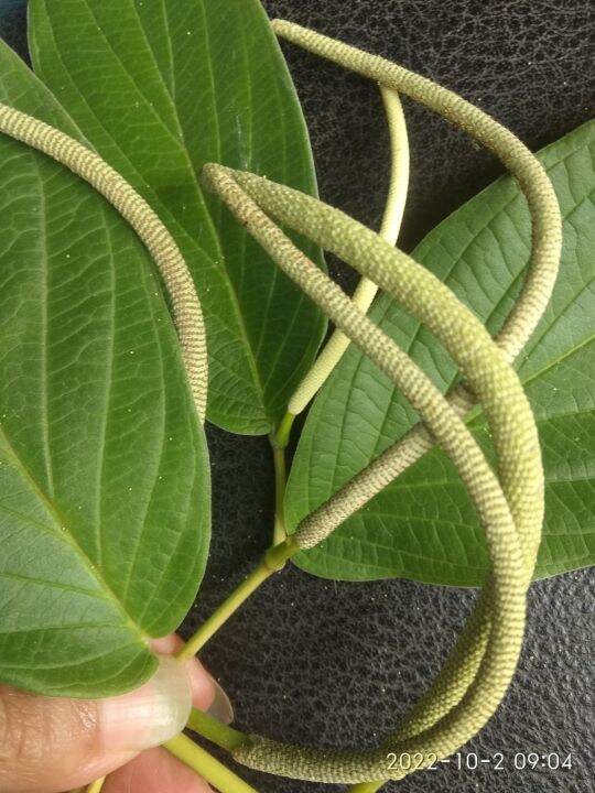 Buah sirih hutan 20 biji segar masih fress | Lazada Indonesia