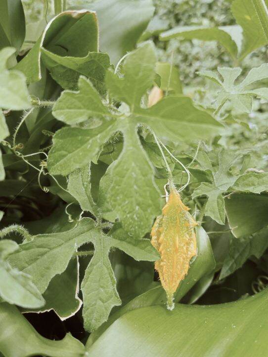 daun pare atau Paria hutan per 250 gram | Lazada Indonesia