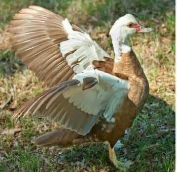 TELUR MENTOK ENTOK HIAS RAMBON SUPER JUMBO UNTUK DI TETASKAN | Lazada ...