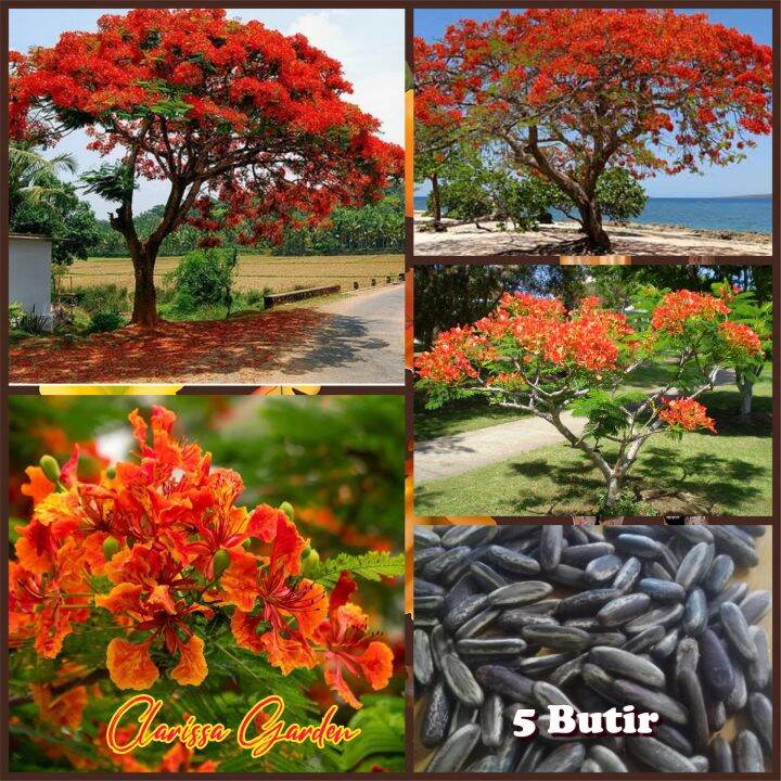 5 BUTIR BIJI/BENIH POHON BUNGA FLAMBOYAN MERAH DELONIX REGIA | Lazada ...