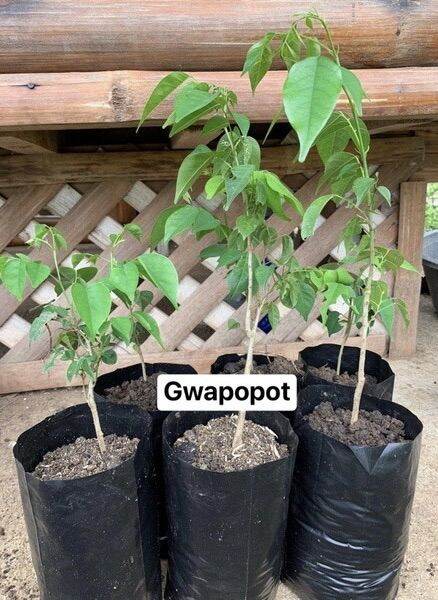 Narra Seedlings | Lazada PH