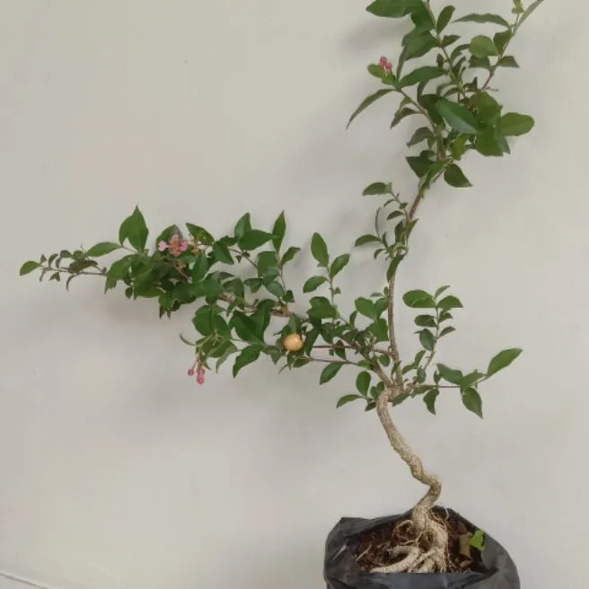 Bahan bonsai Sakura micro | Lazada Indonesia