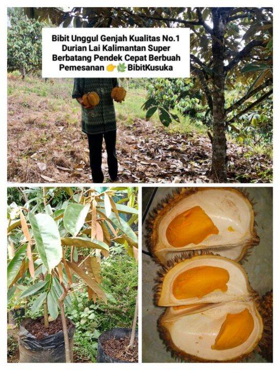 Bibit Super Buah Durian Lai Kalimantan Asli Kualitas Unggul Genjah Cepat Berbuah Kecil Rasa enak ...