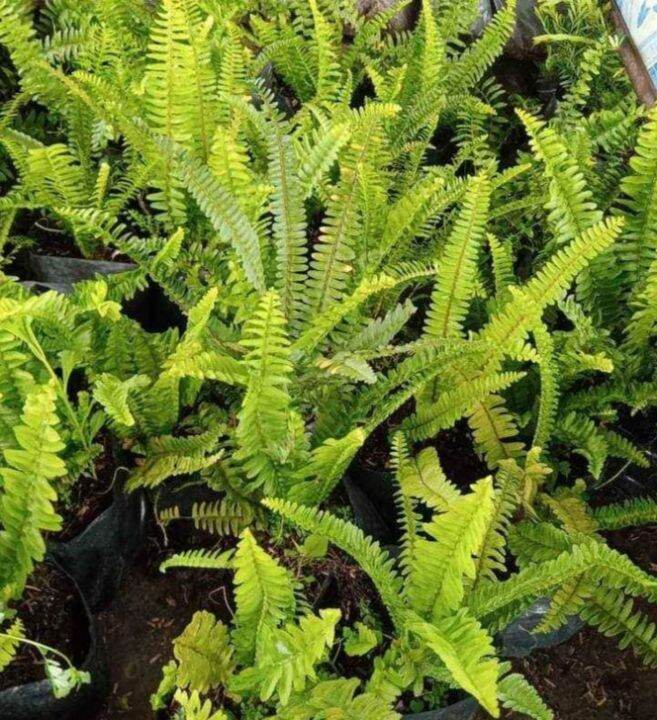 Boston Fern | Lazada PH