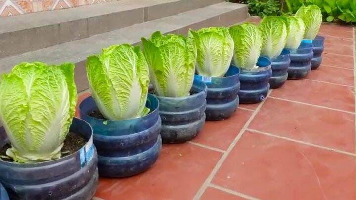 PECHAY BAGUIO SEEDS / CHINESE PECHAY SEEDS (50 PCS SEEDS) | Lazada PH