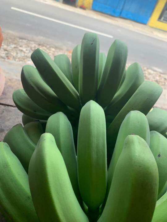 Pisang raja bulu konvensional:1kg | Lazada Indonesia