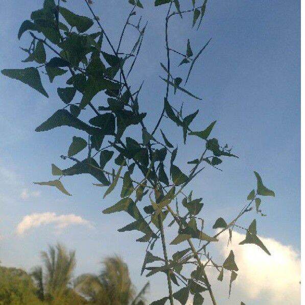 Biji Benih Pokok Rerama 8 Seeds | Lazada