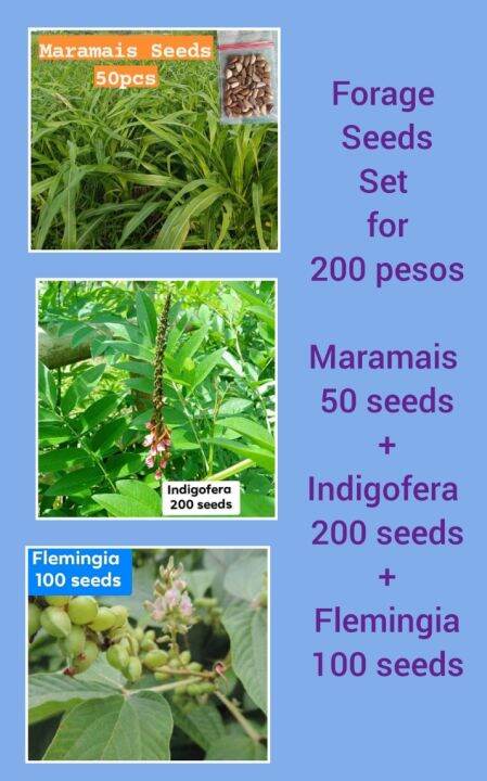 Forage Seeds Set/ Geukdong Ph/ Maramais 50 seeds+ Indigofera 200 seeds ...