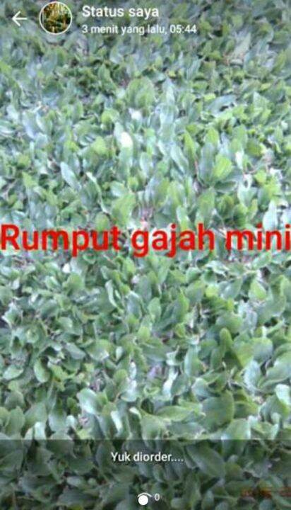 Rumput Gajah Mini Ukuran 1x1 Meter Lazada Indonesia