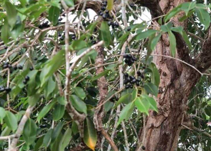 daun jambu arang batu | Lazada