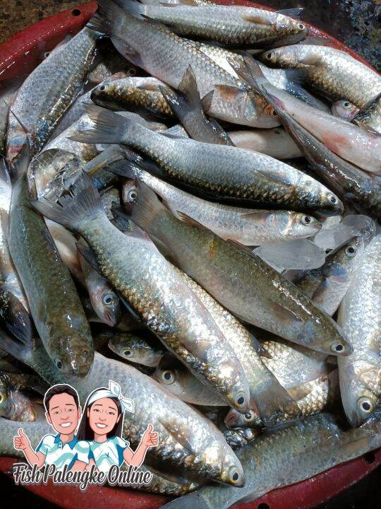 Banak Fish, Banak 1kg | Lazada PH